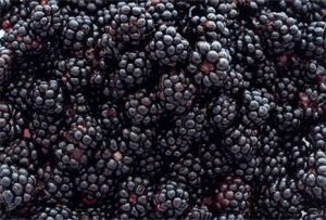 Home - Always Fresh Farms