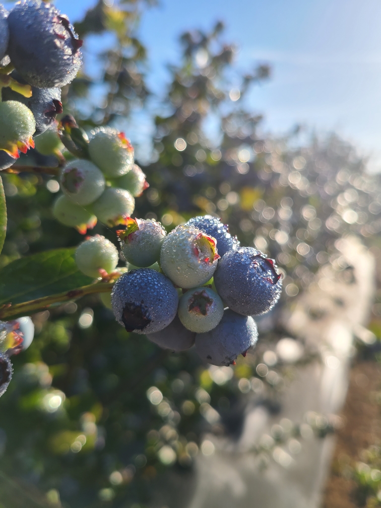 Home - Always Fresh Farms